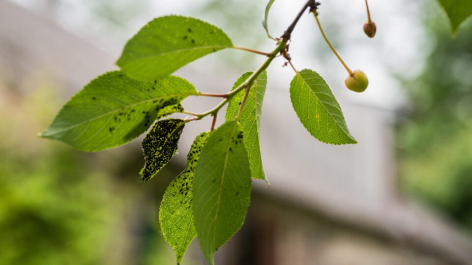 Insecten in je tuin bestrijden met aaltjes • WoonTuin Magazine