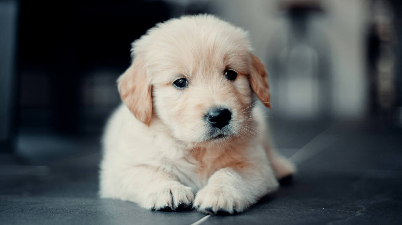 Puppy op komst? Dit is wat je moet weten! • WoonTuin Magazine